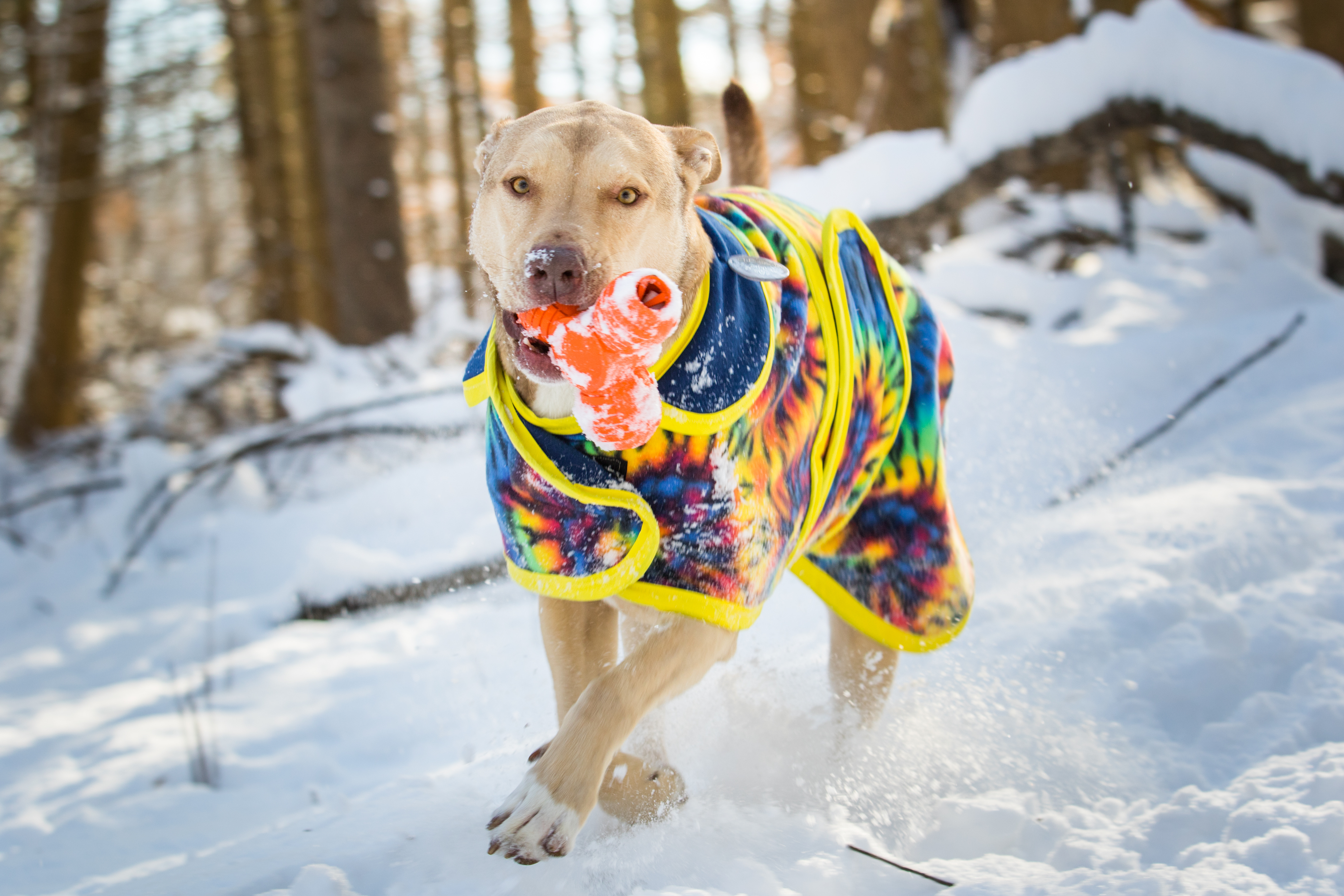 Groovy Dog Coats – The Patchwork Market